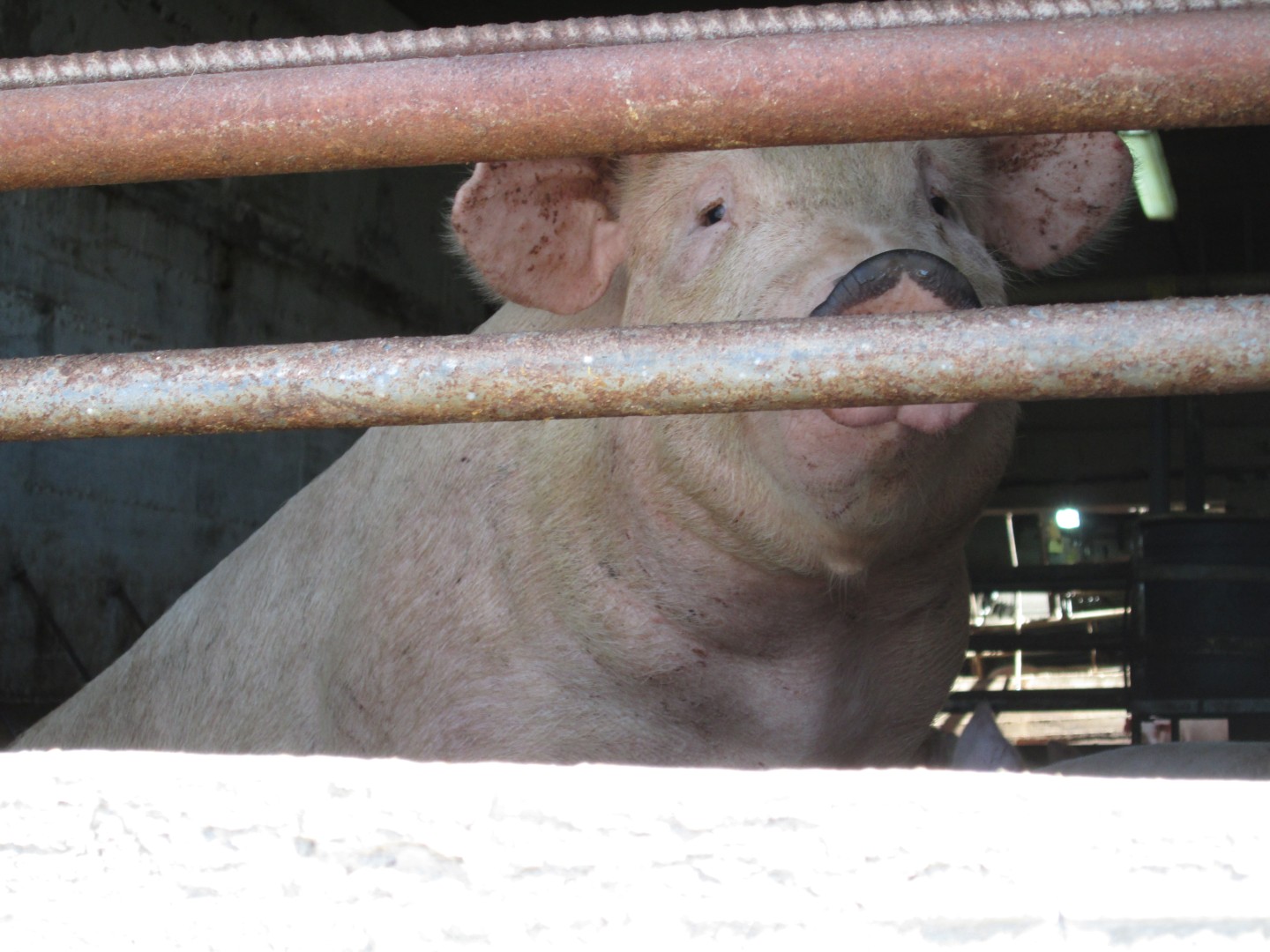 Animal Cruelty Pigs