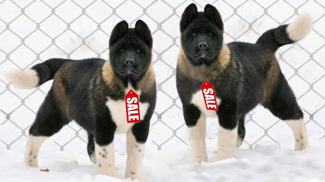 What Are The 10 Most Expensive Dogs