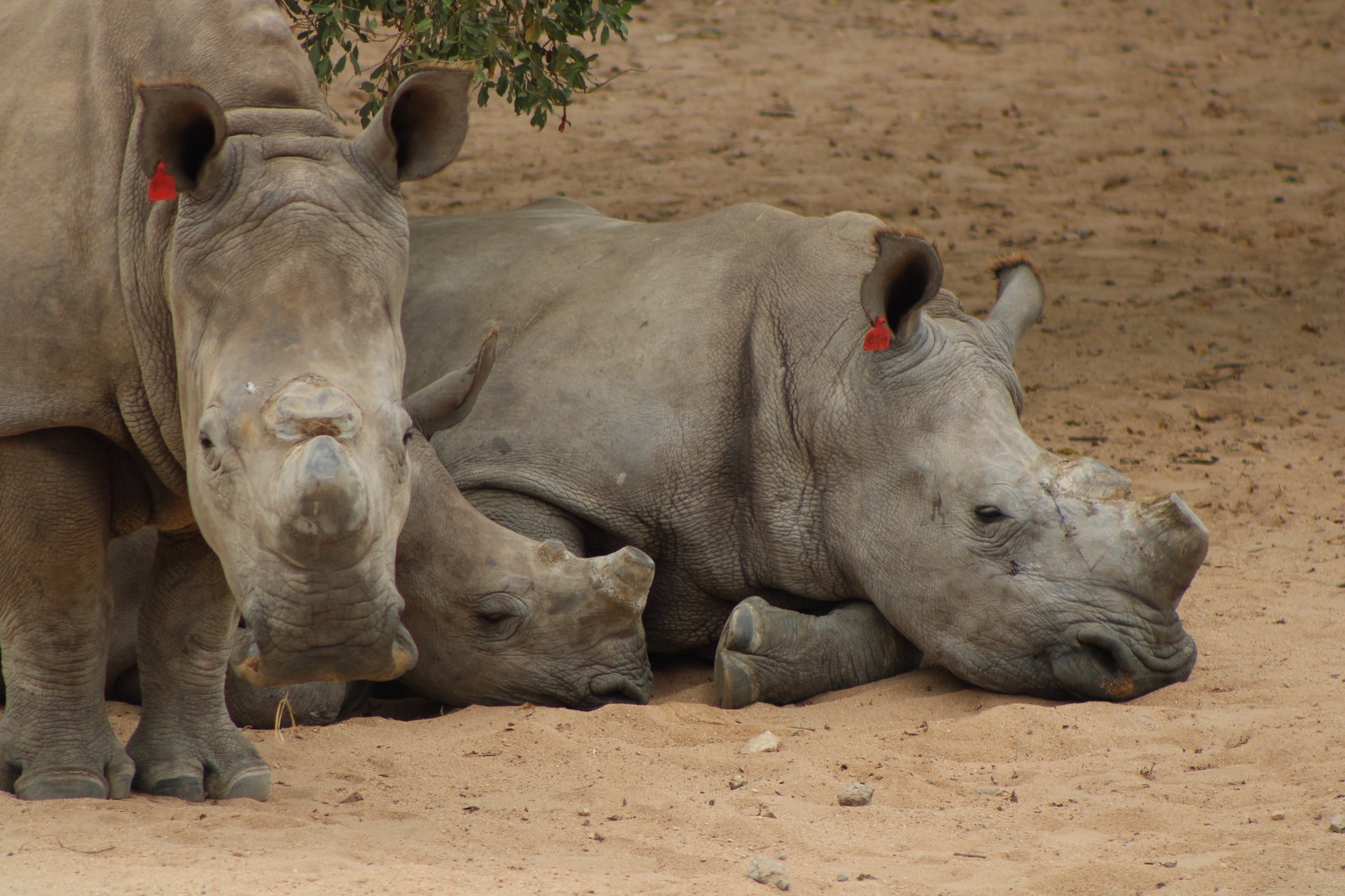 Rhino Poaching In The Kruger Down By 40 In 2022 Says Department Of